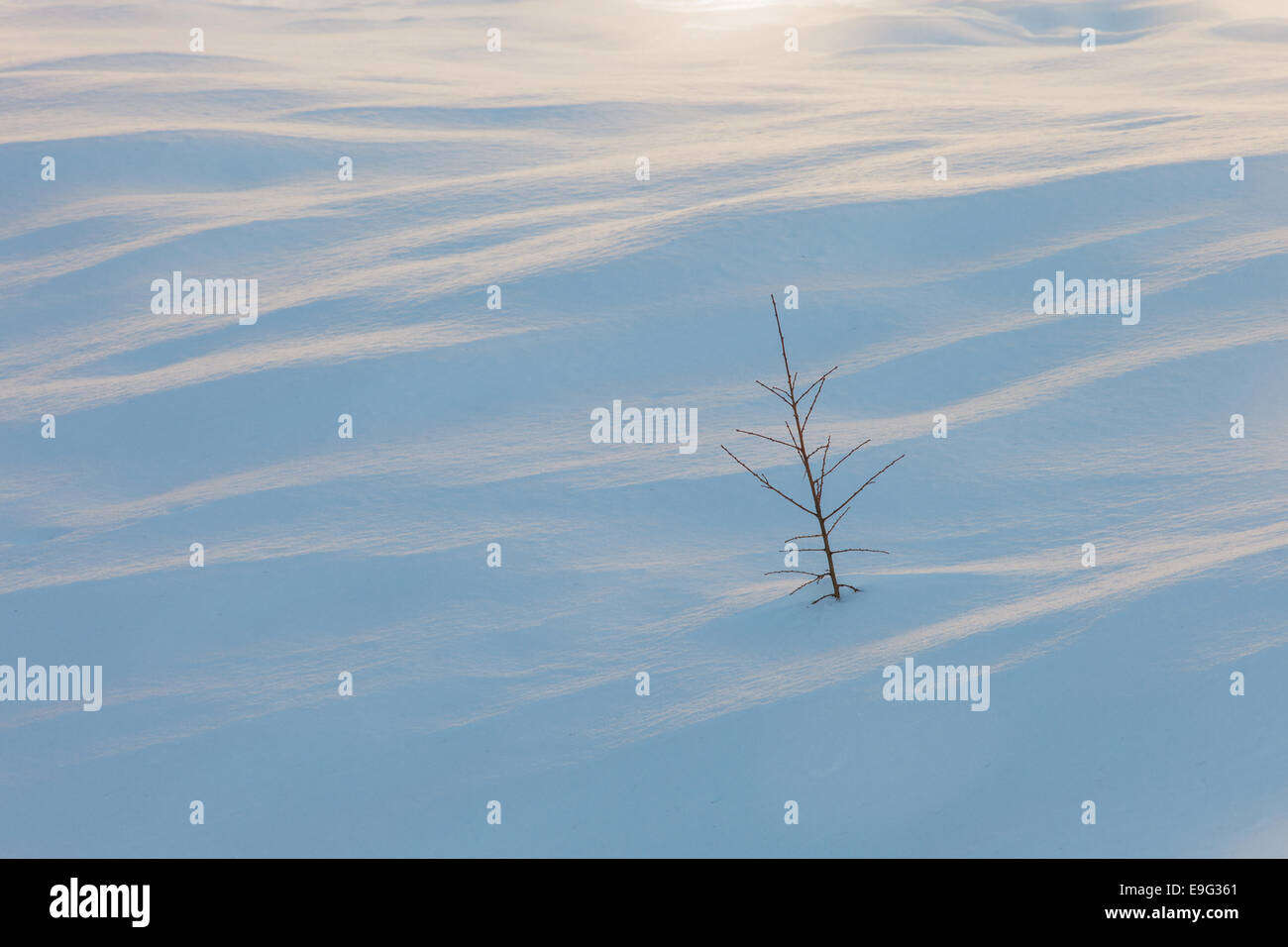 Little tree hi-res stock photography and images - Alamy