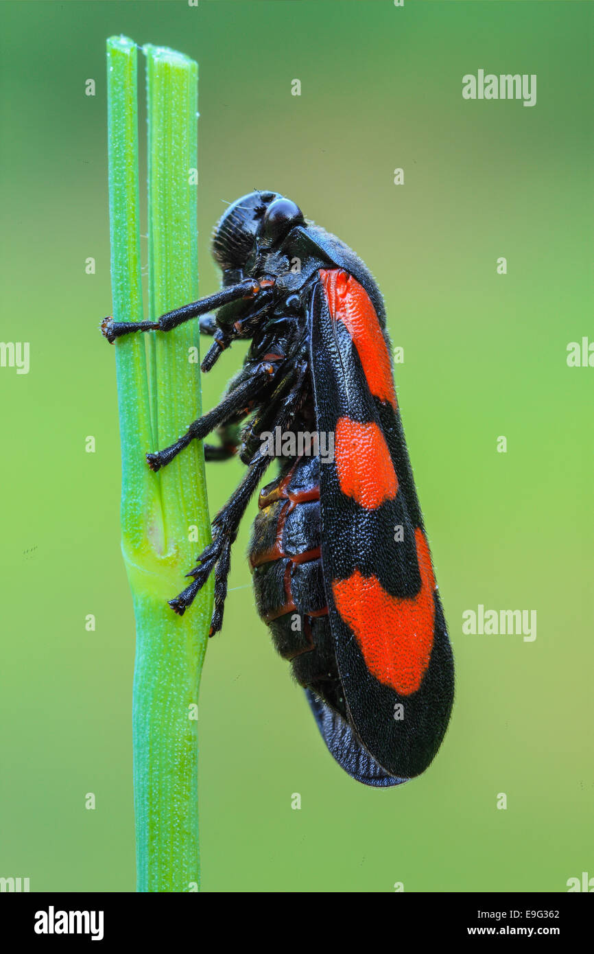 spittlebugs / spittle bugs [family Cercopidae] Stock Photo - Alamy