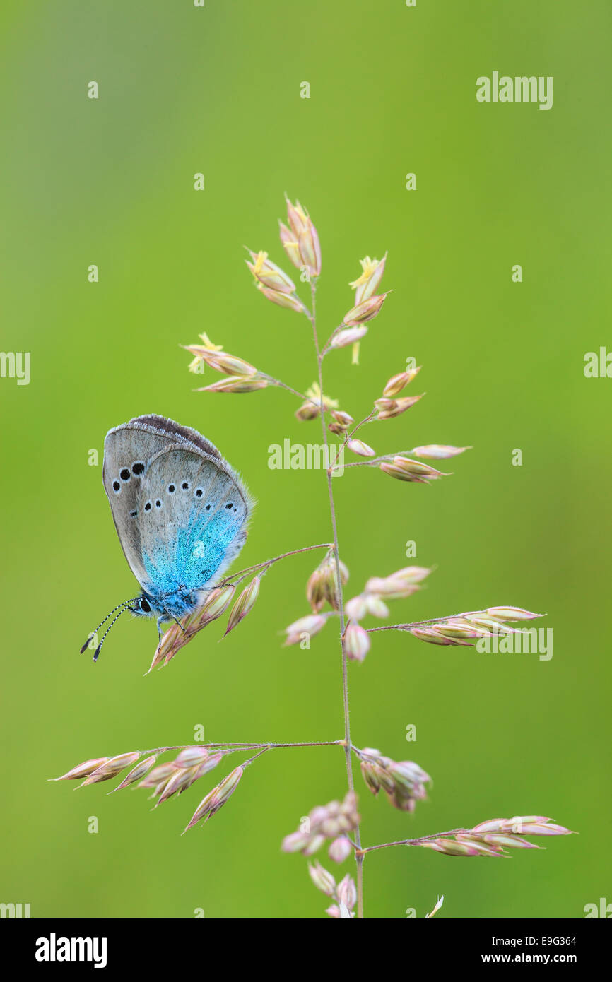 Green underside blue hi-res stock photography and images - Alamy