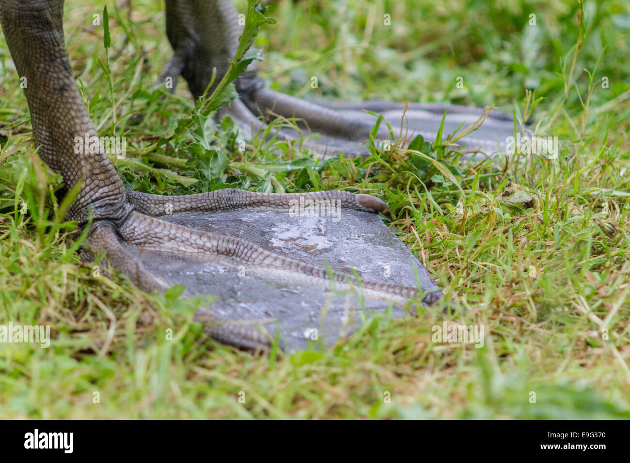 Swan feet hi-res stock photography and images - Alamy