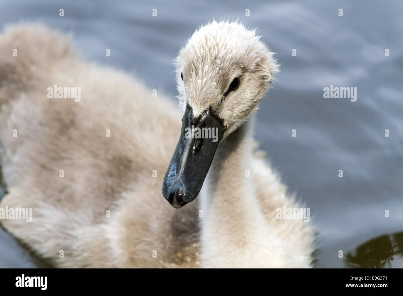 Little swan in the wildlife very curious Stock Photo - Alamy