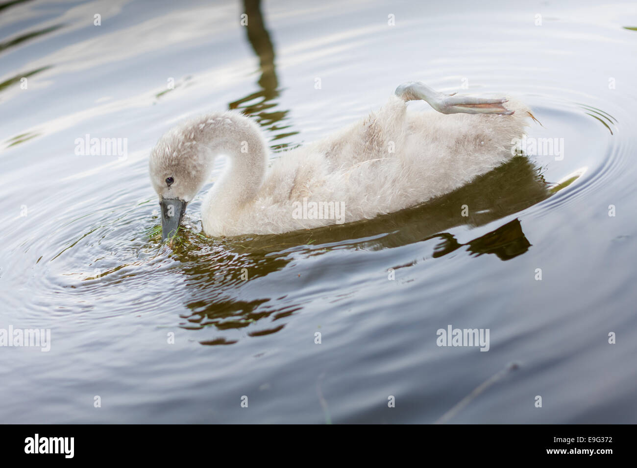 Little swan in the wildlife very curious Stock Photo - Alamy