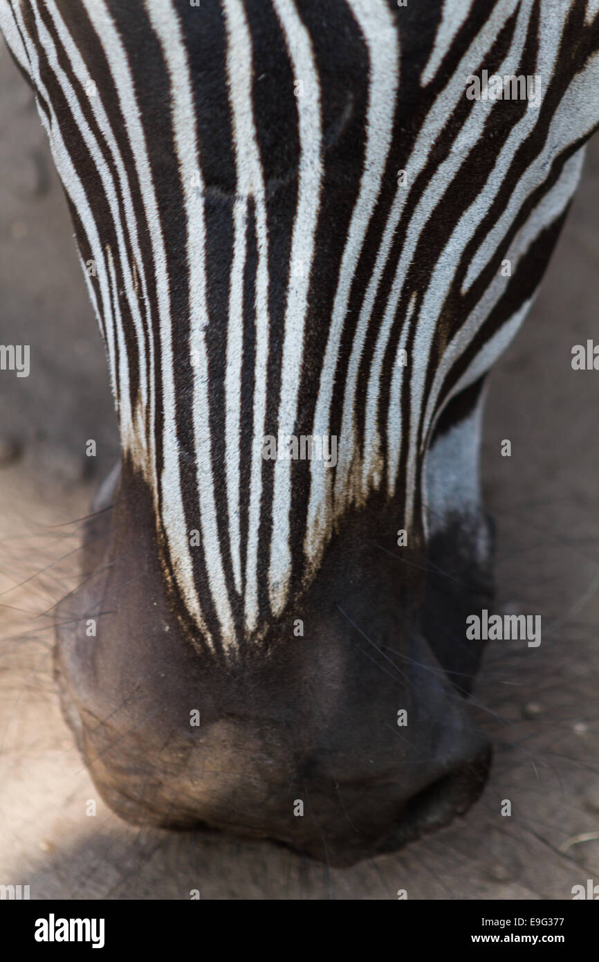 Fur detail of a zebra Stock Photo - Alamy