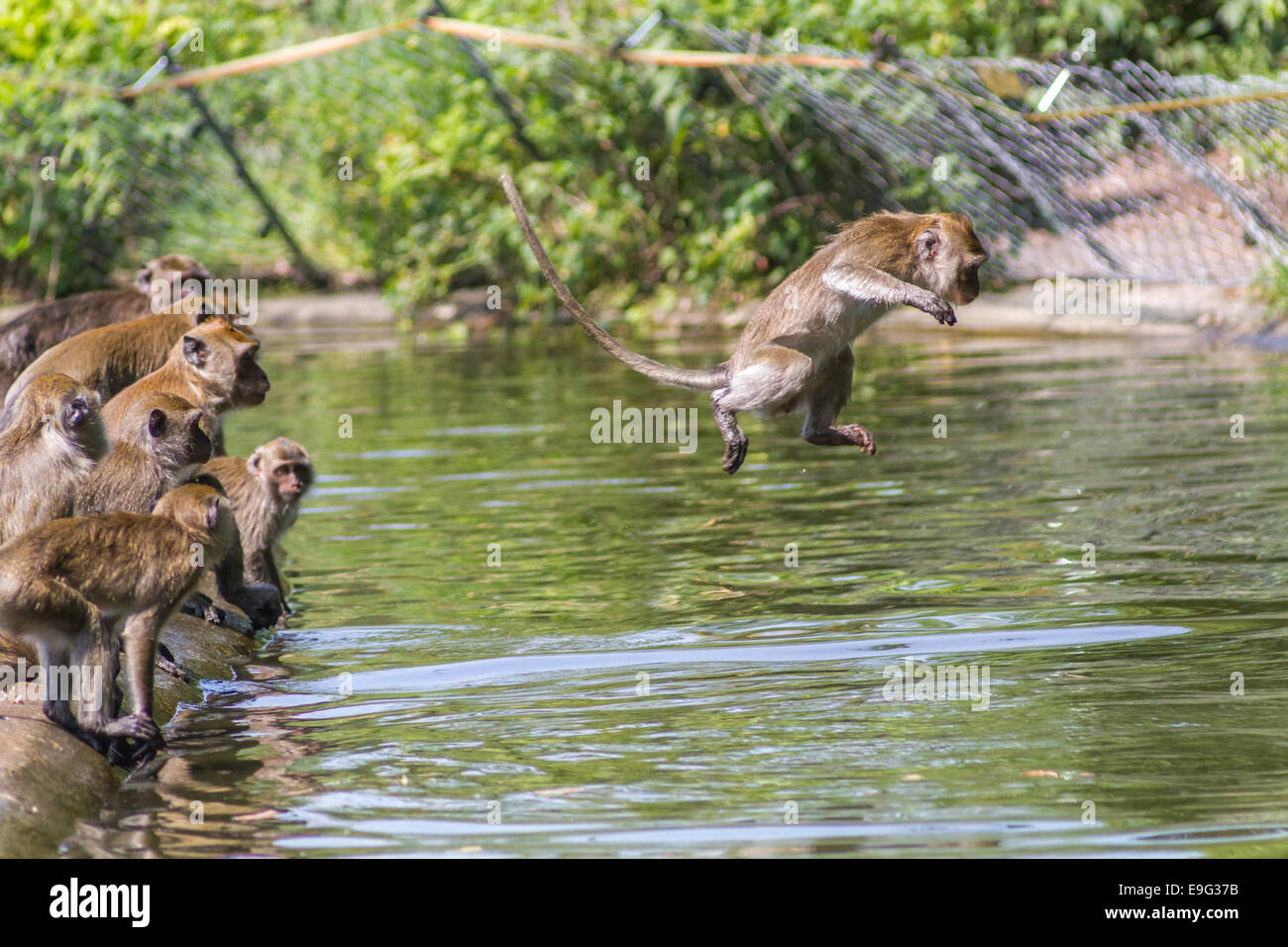 Jumping monkey directly above the water Stock Photo - Alamy