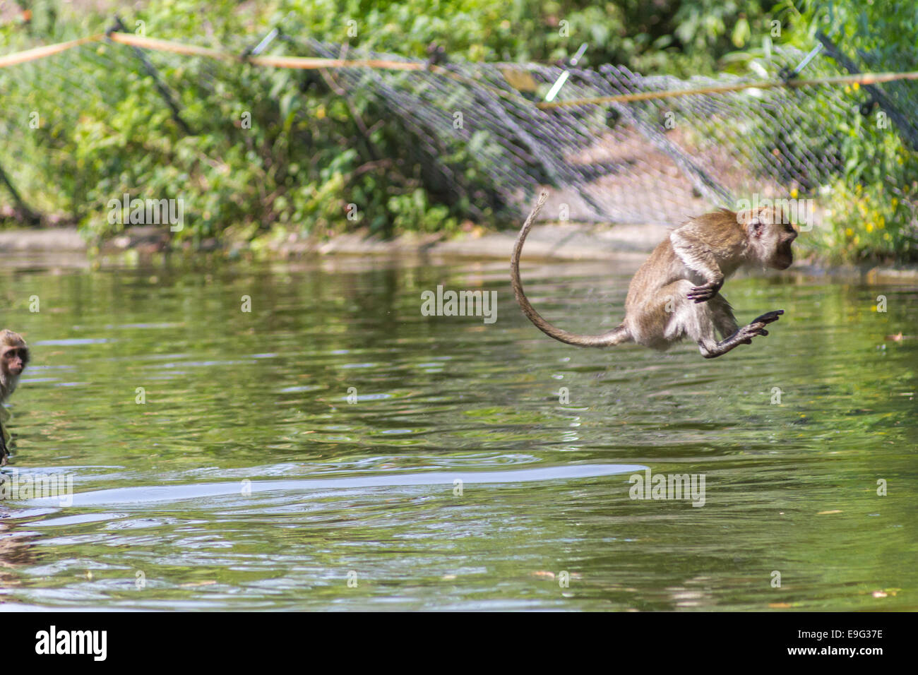 Jumping monkey directly above the water Stock Photo - Alamy
