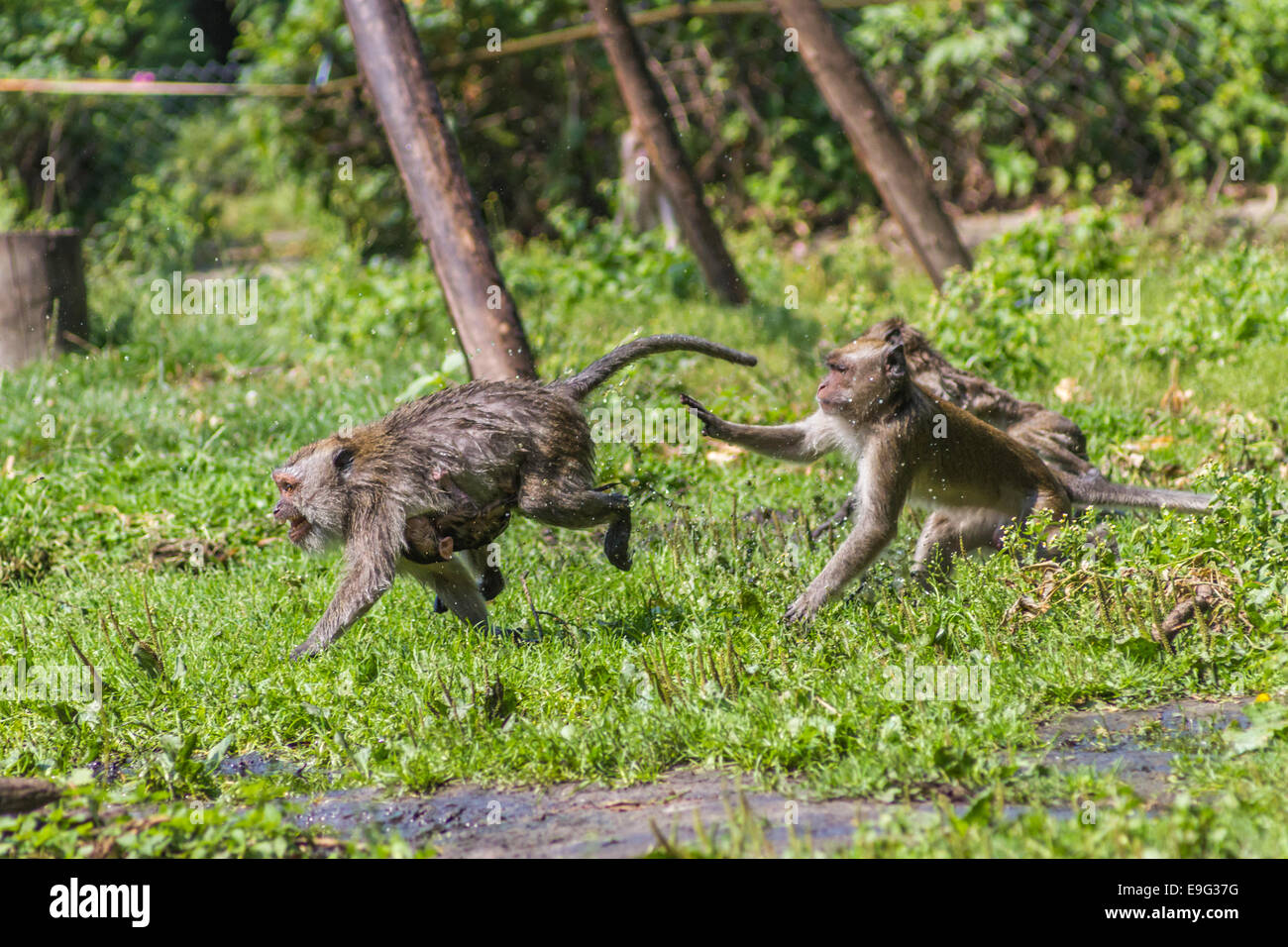Escaping hi-res stock photography and images - Alamy