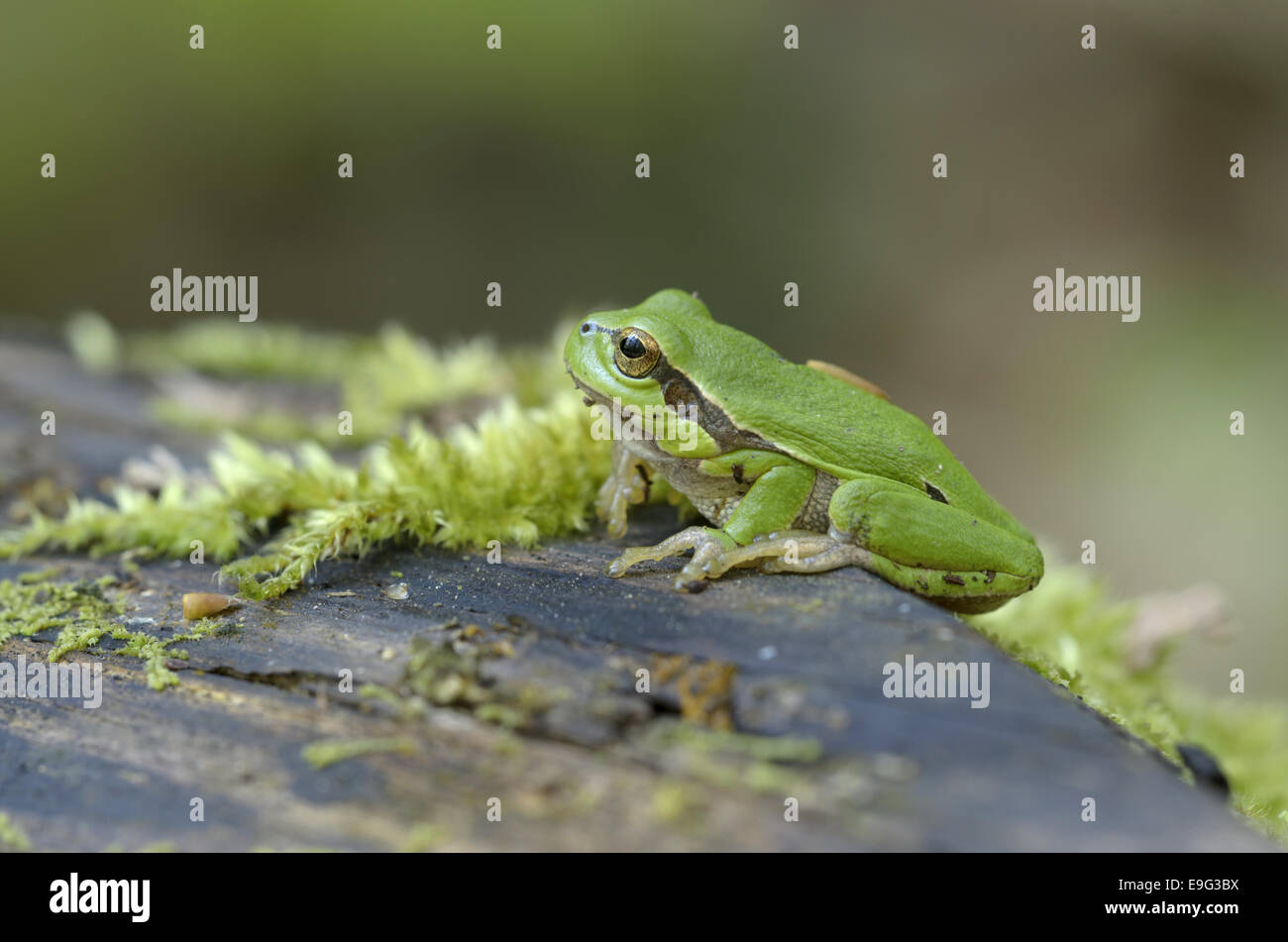 European tree frog (Hyla arborea Stock Photo - Alamy
