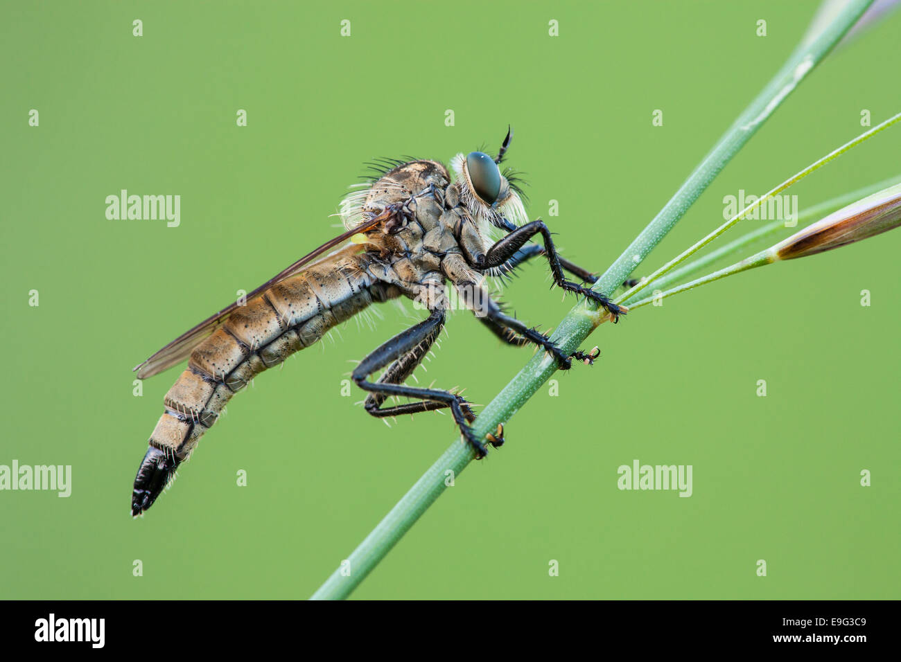 robber fly [family Asilidae] Stock Photo - Alamy