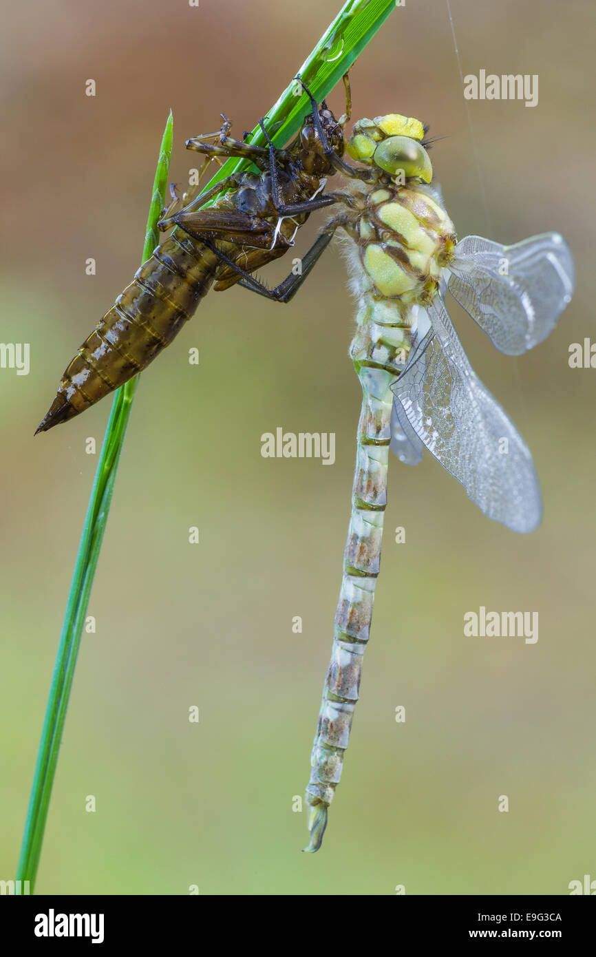 Dragonfly exuvia hi-res stock photography and images - Alamy