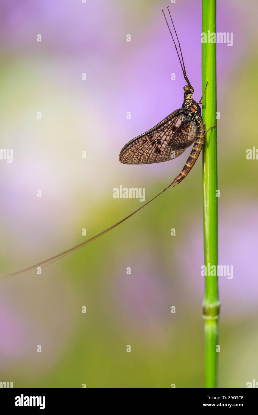 Ephemeroptera hi-res stock photography and images - Alamy