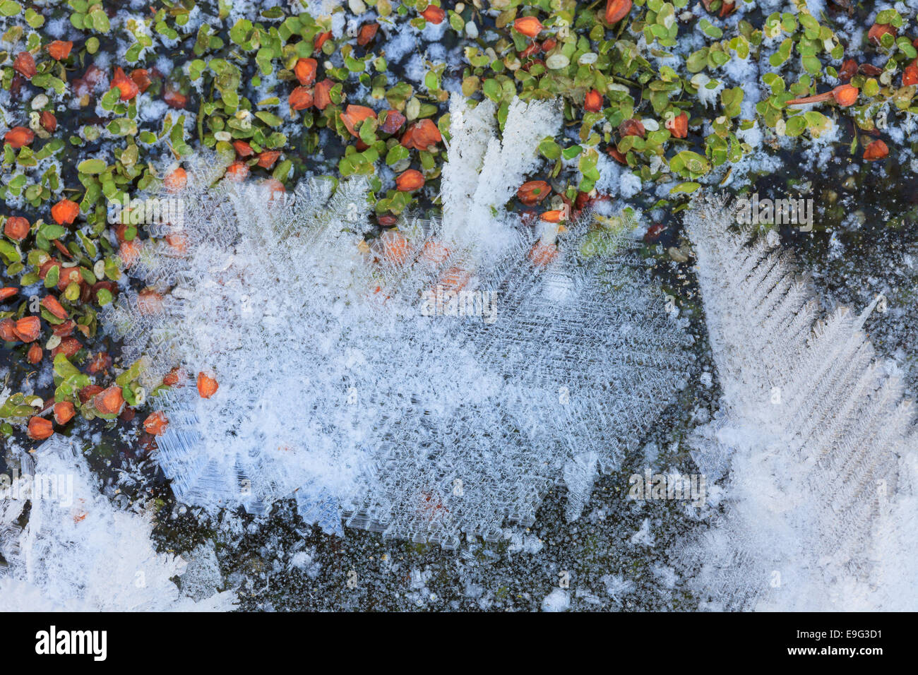 Congealed hi-res stock photography and images - Alamy