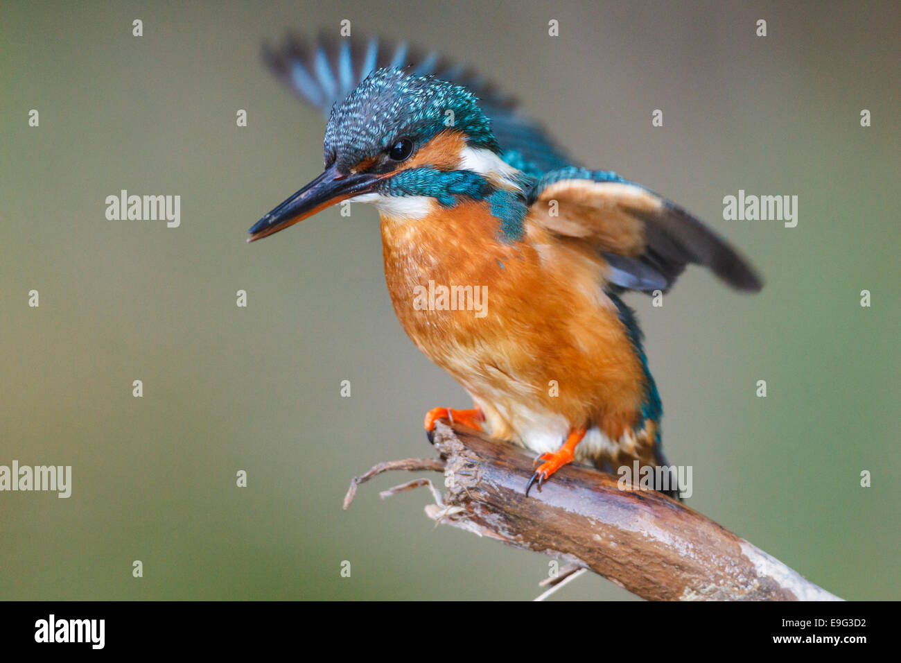 (common) kingfisher [Alcedo atthis] Stock Photo - Alamy