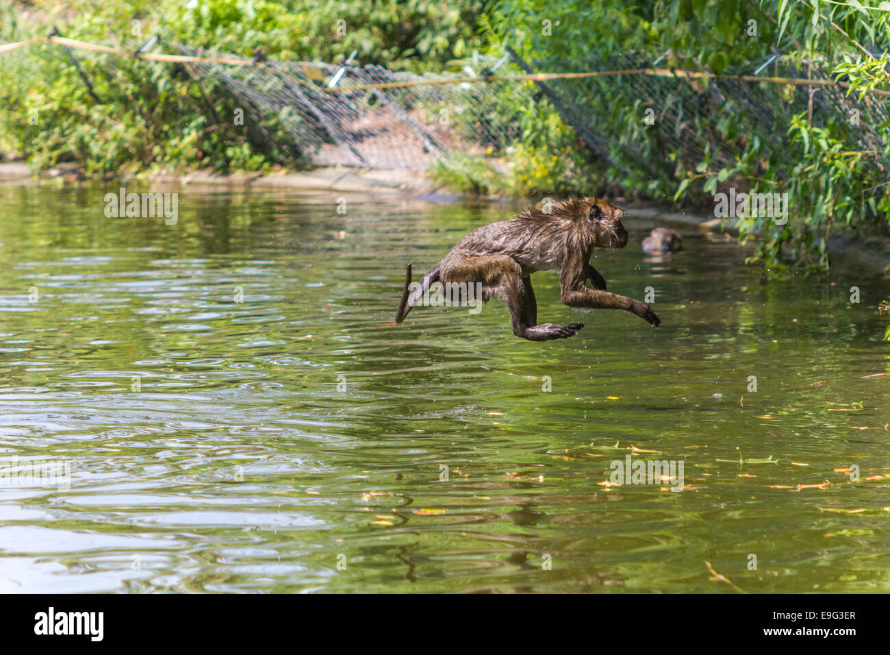 Monkey trees jumping hi-res stock photography and images - Alamy