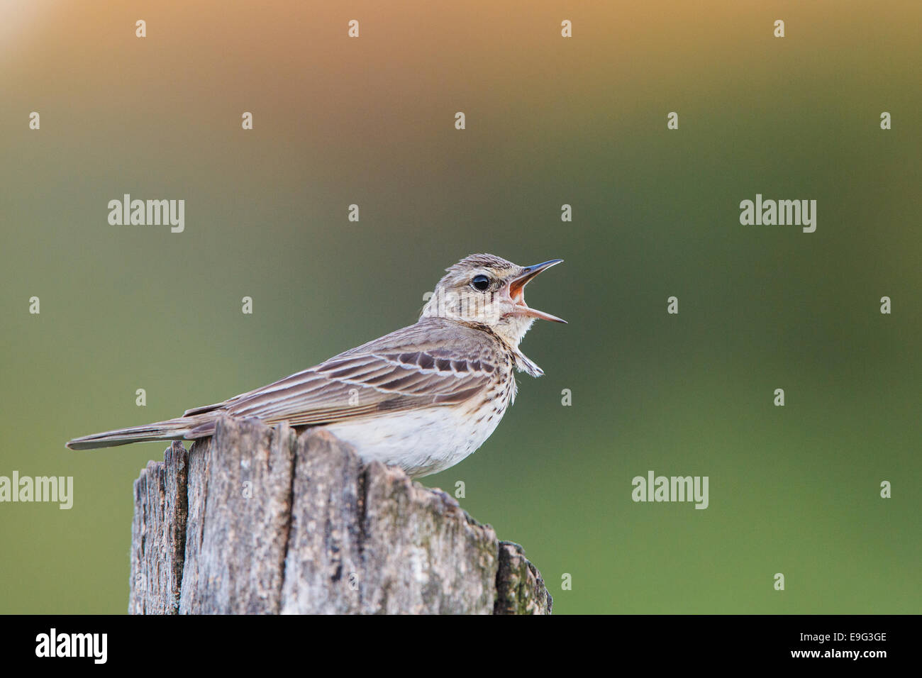 brown tree-pipit [Am.] [Anthus trivialis] Stock Photo - Alamy