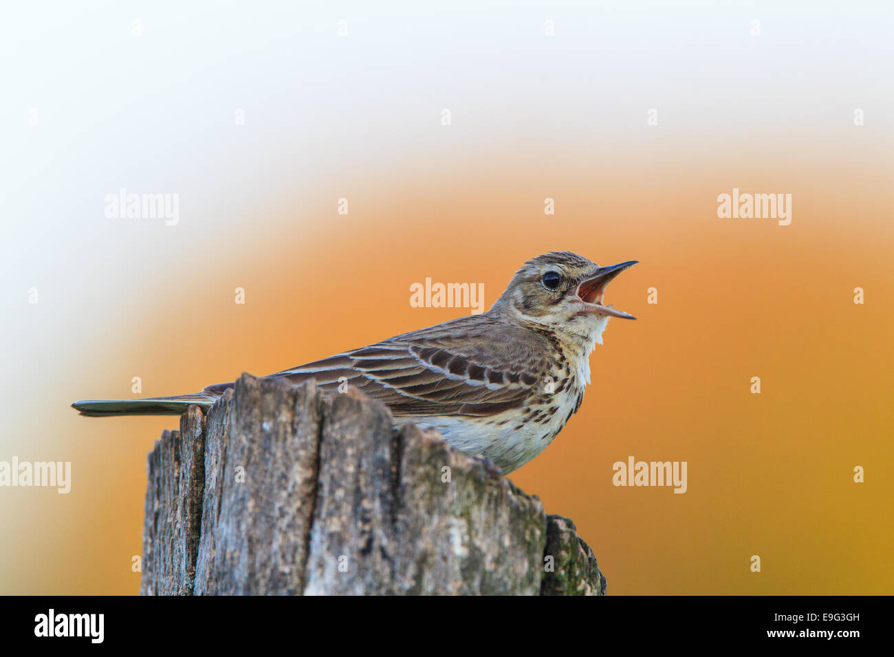 brown tree-pipit [Am.] [Anthus trivialis] Stock Photo - Alamy