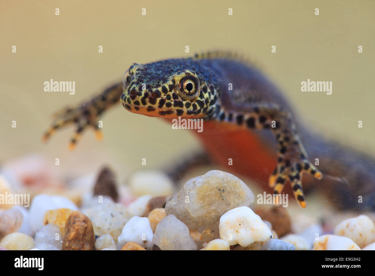 Mesotriton alpestris hi-res stock photography and images - Alamy