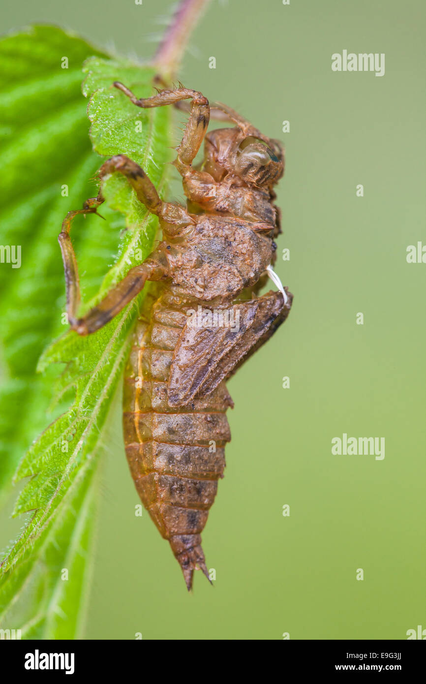 Exuvia hi-res stock photography and images - Alamy