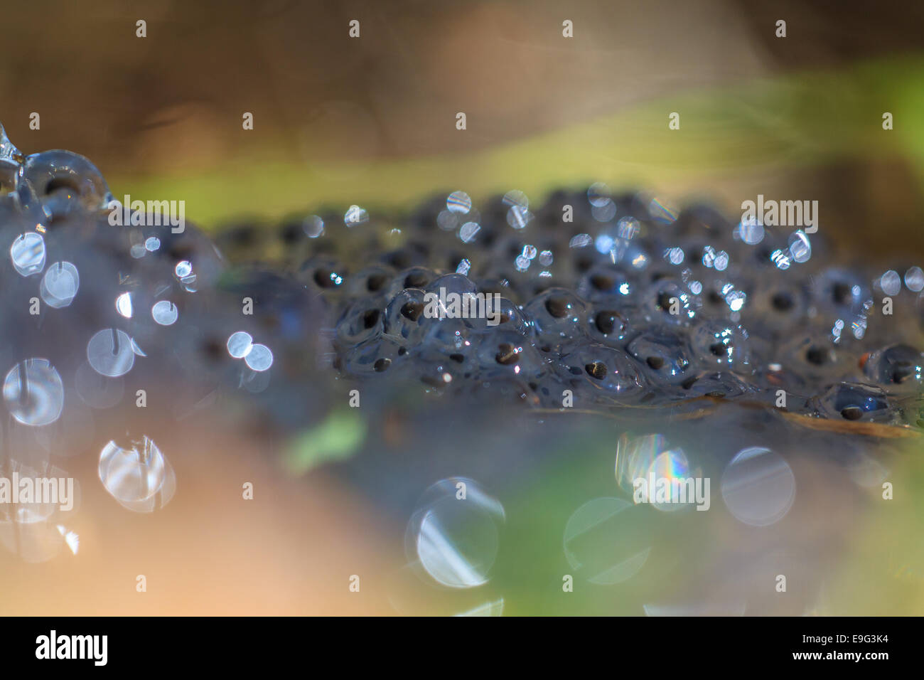 Frosch nachwuchs hi-res stock photography and images - Alamy