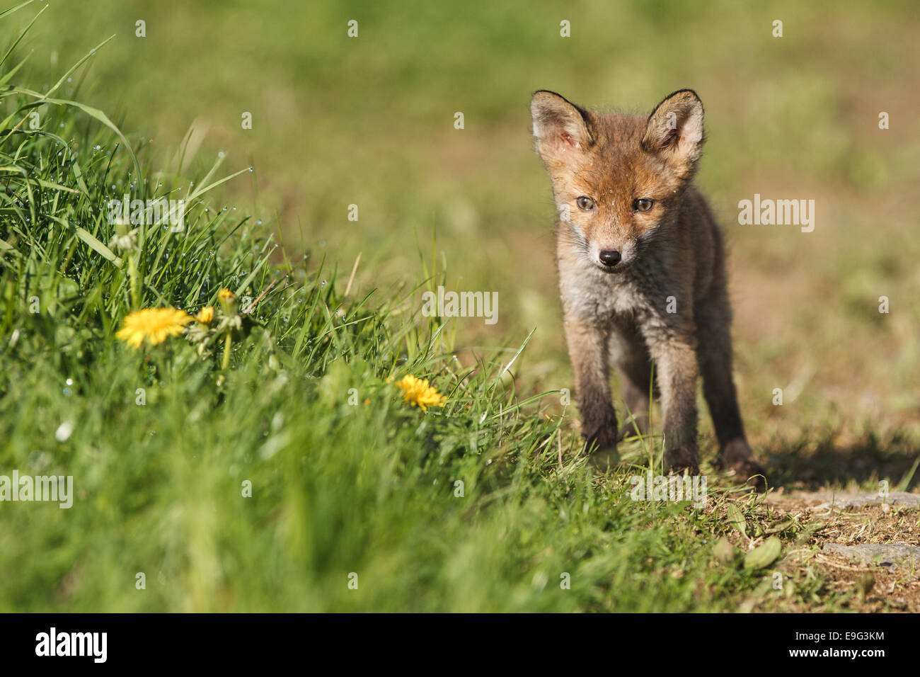 Pe fox hi-res stock photography and images - Alamy