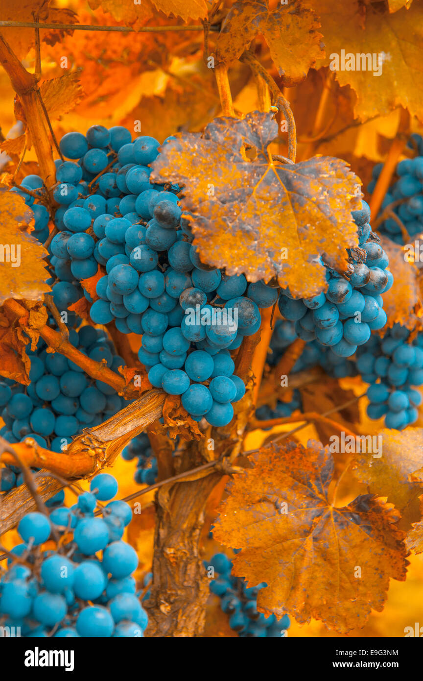 Grape bunch pattern hi-res stock photography and images - Alamy
