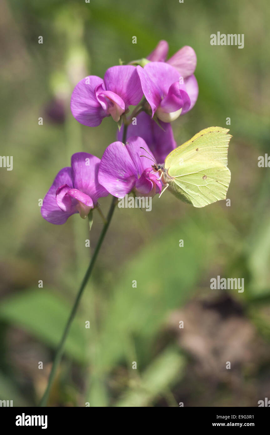 Common brimstone macro photo hi-res stock photography and images - Alamy
