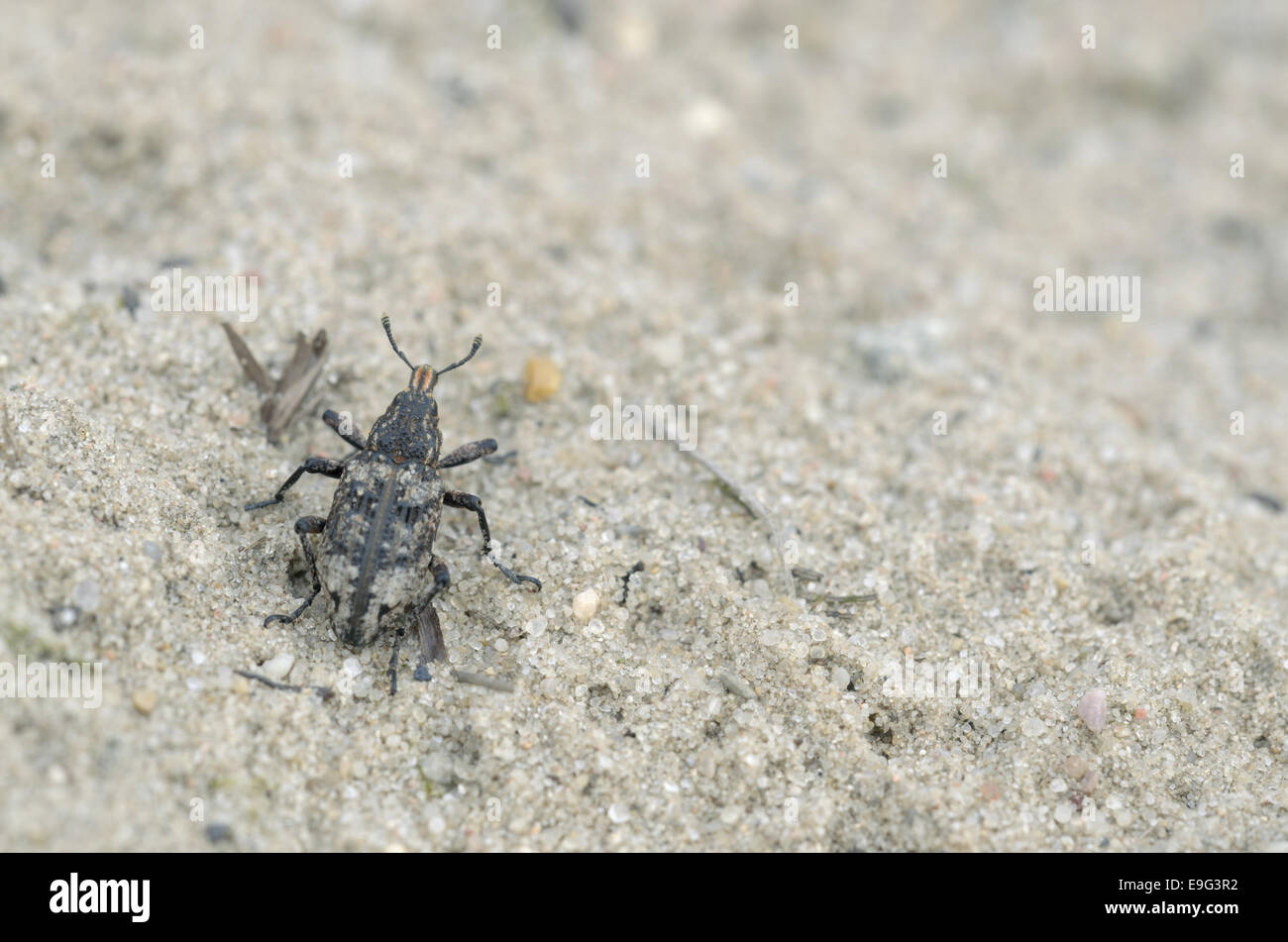 Snout beetles hi-res stock photography and images - Alamy