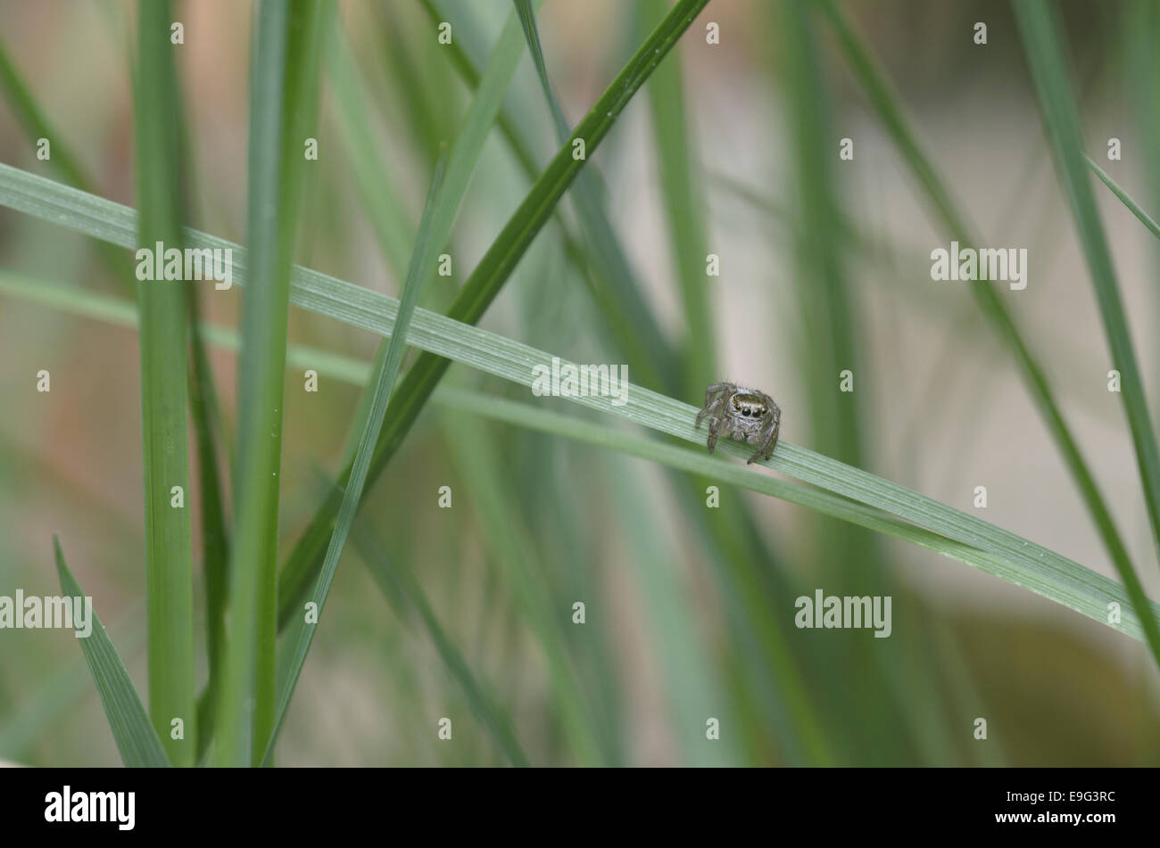 Jumping Spider (Evarcha arcuata Stock Photo - Alamy