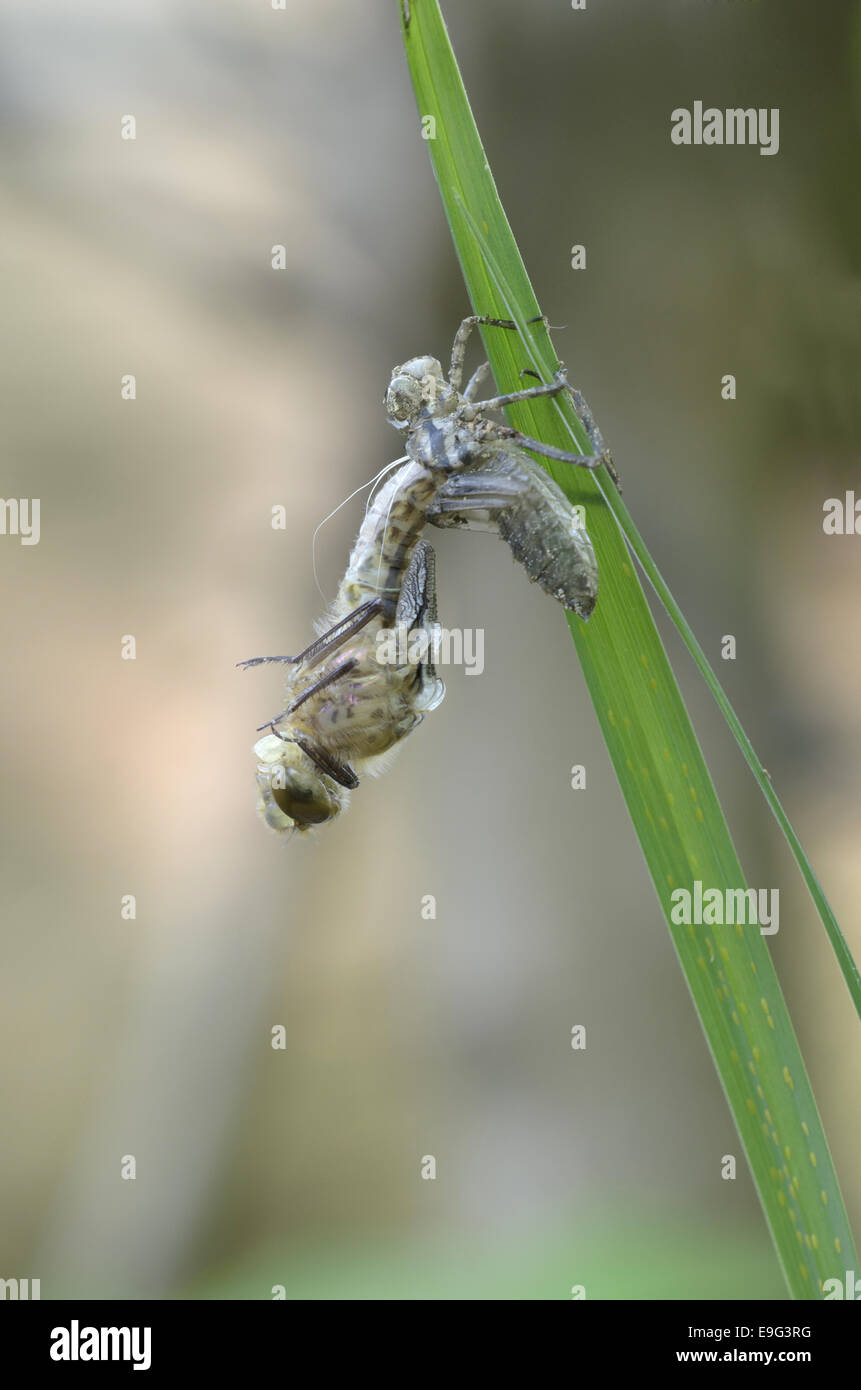 Downy Emerald (Cordulia aenea Stock Photo - Alamy