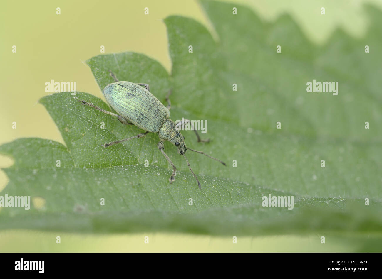 Phyllobius hi-res stock photography and images - Alamy