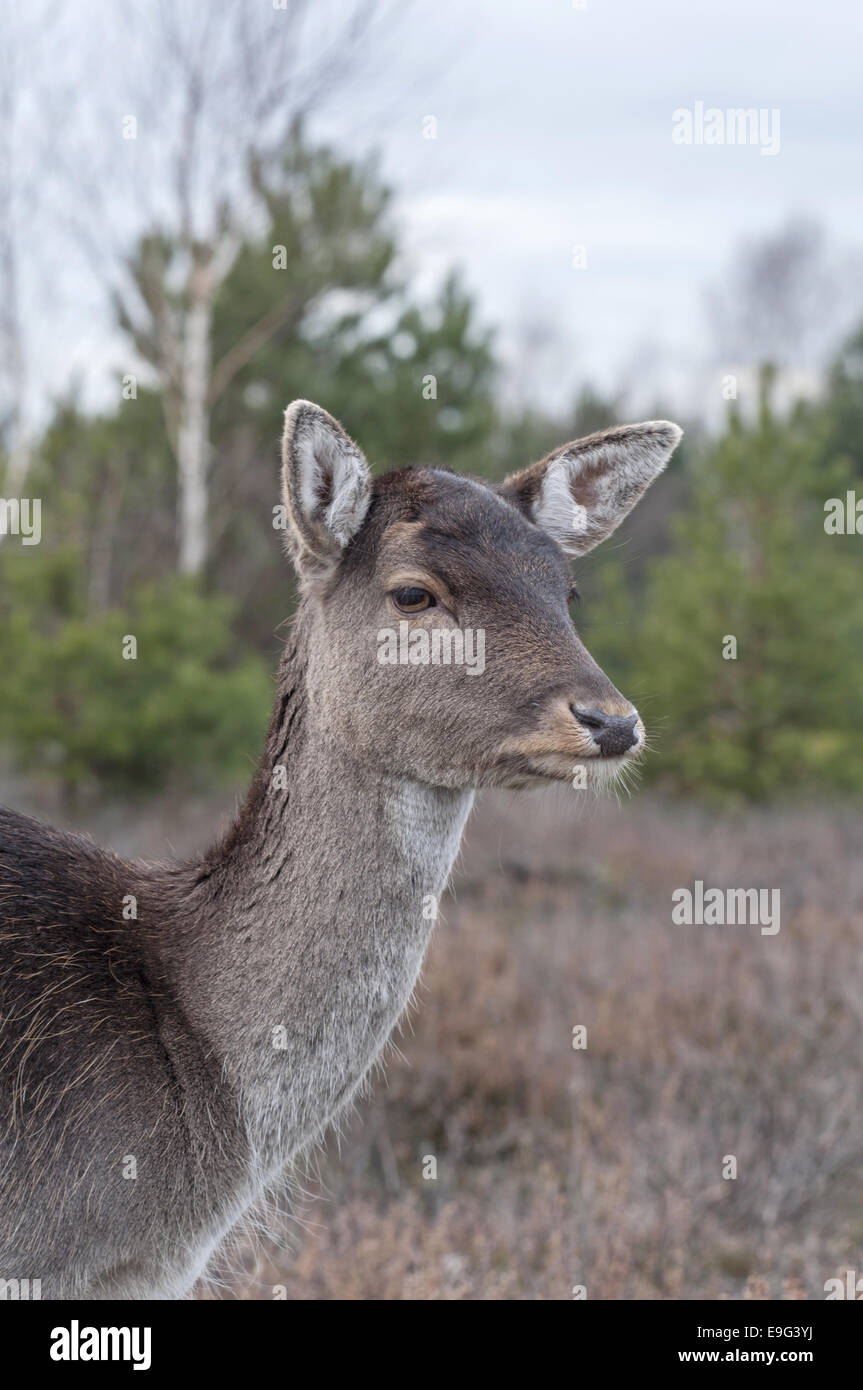Female european fallow deer hi-res stock photography and images - Alamy