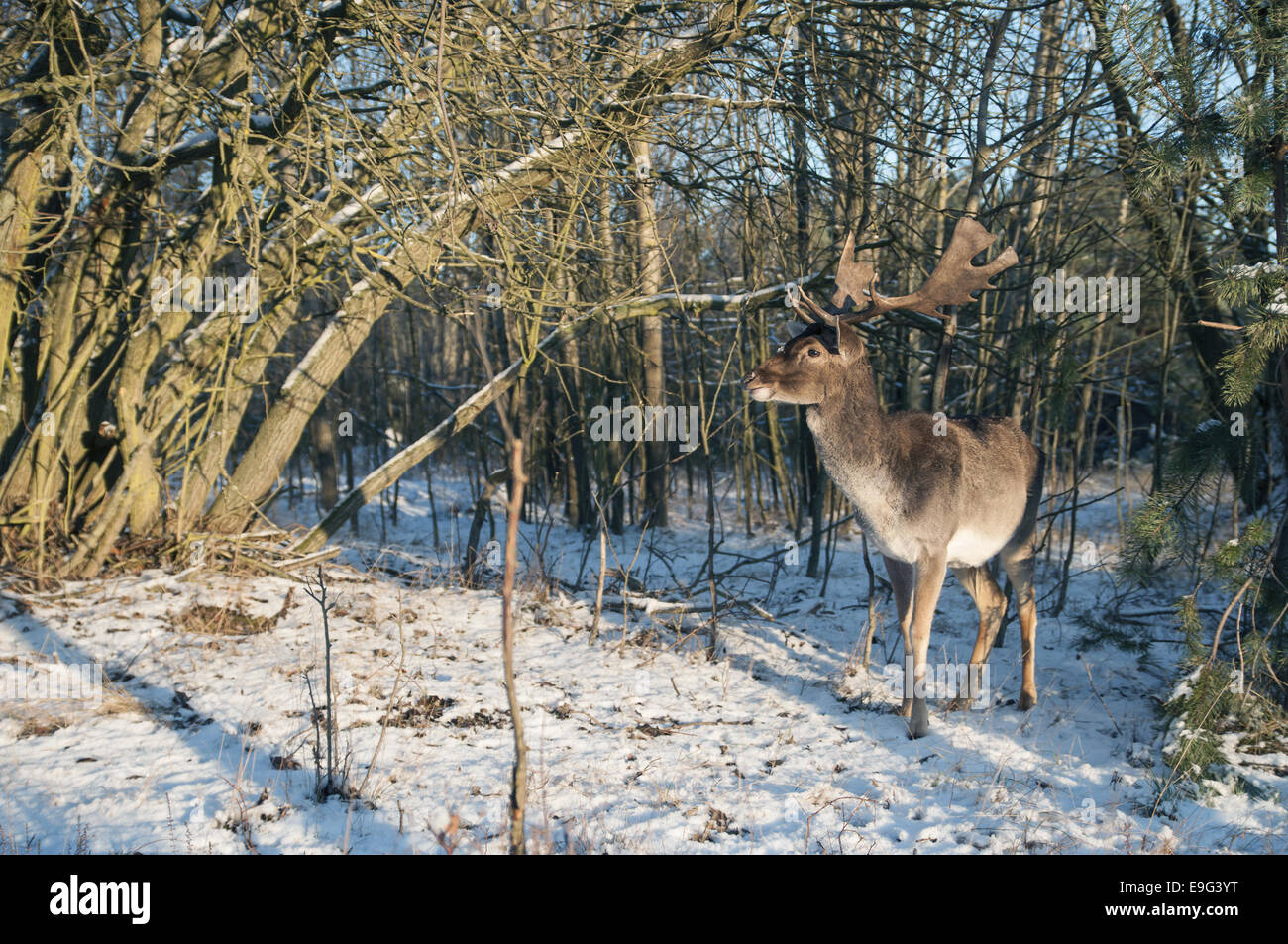 Male european fallow deer hi-res stock photography and images - Alamy
