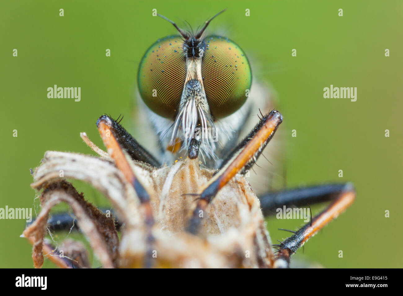 Robber flies hi-res stock photography and images - Alamy