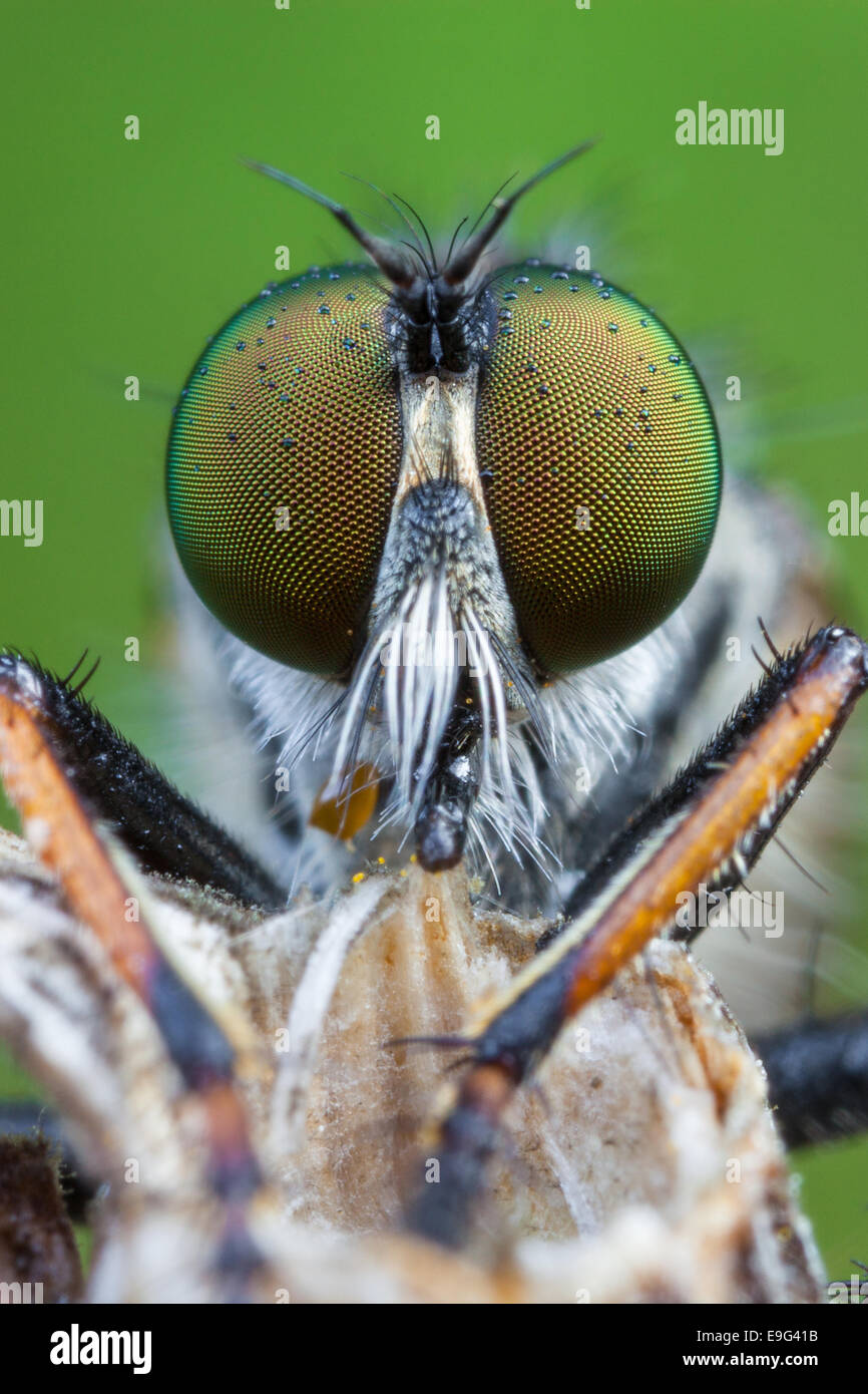 Robber flies hi-res stock photography and images - Alamy