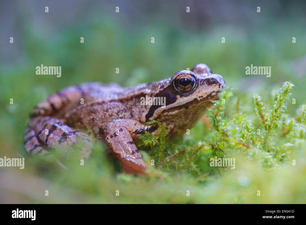 (European) common (brown) frog Stock Photo - Alamy