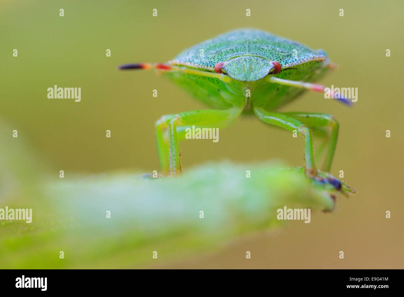 green stink bug Stock Photo - Alamy