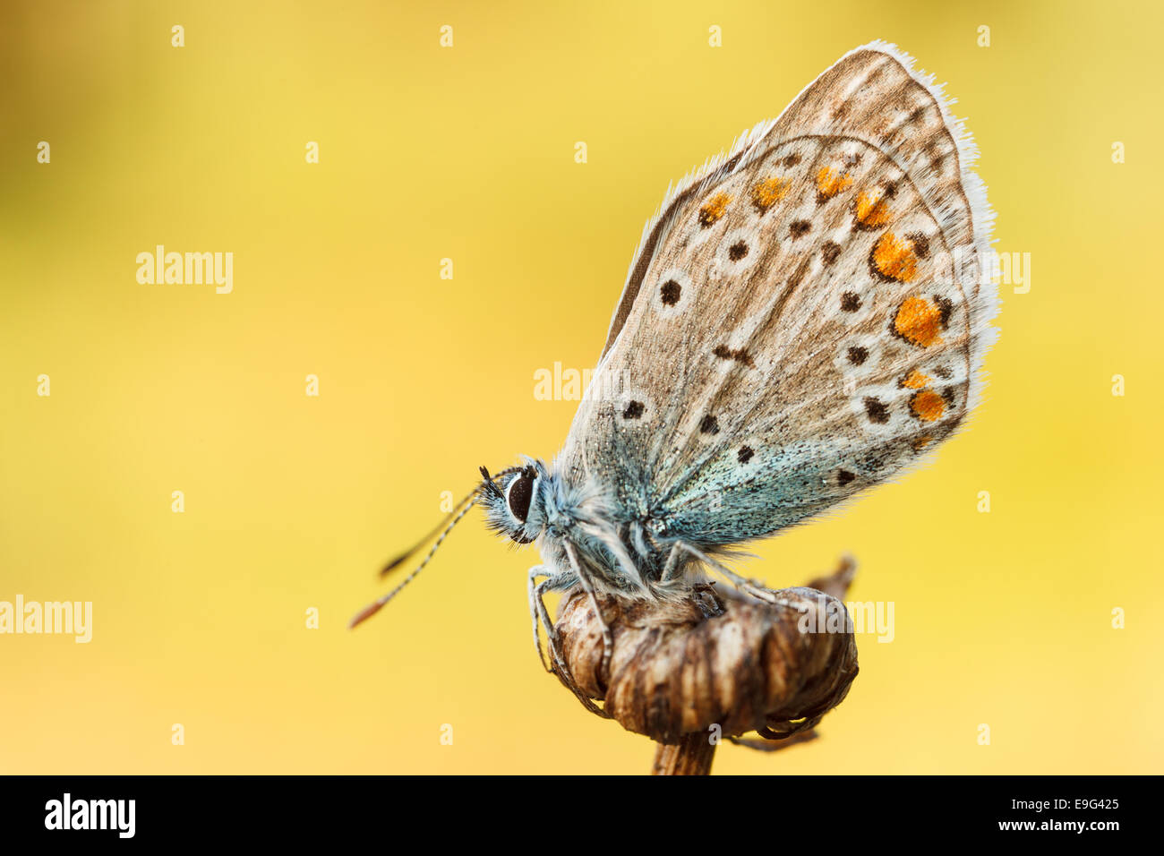 Gossamer butterfly hi-res stock photography and images - Alamy