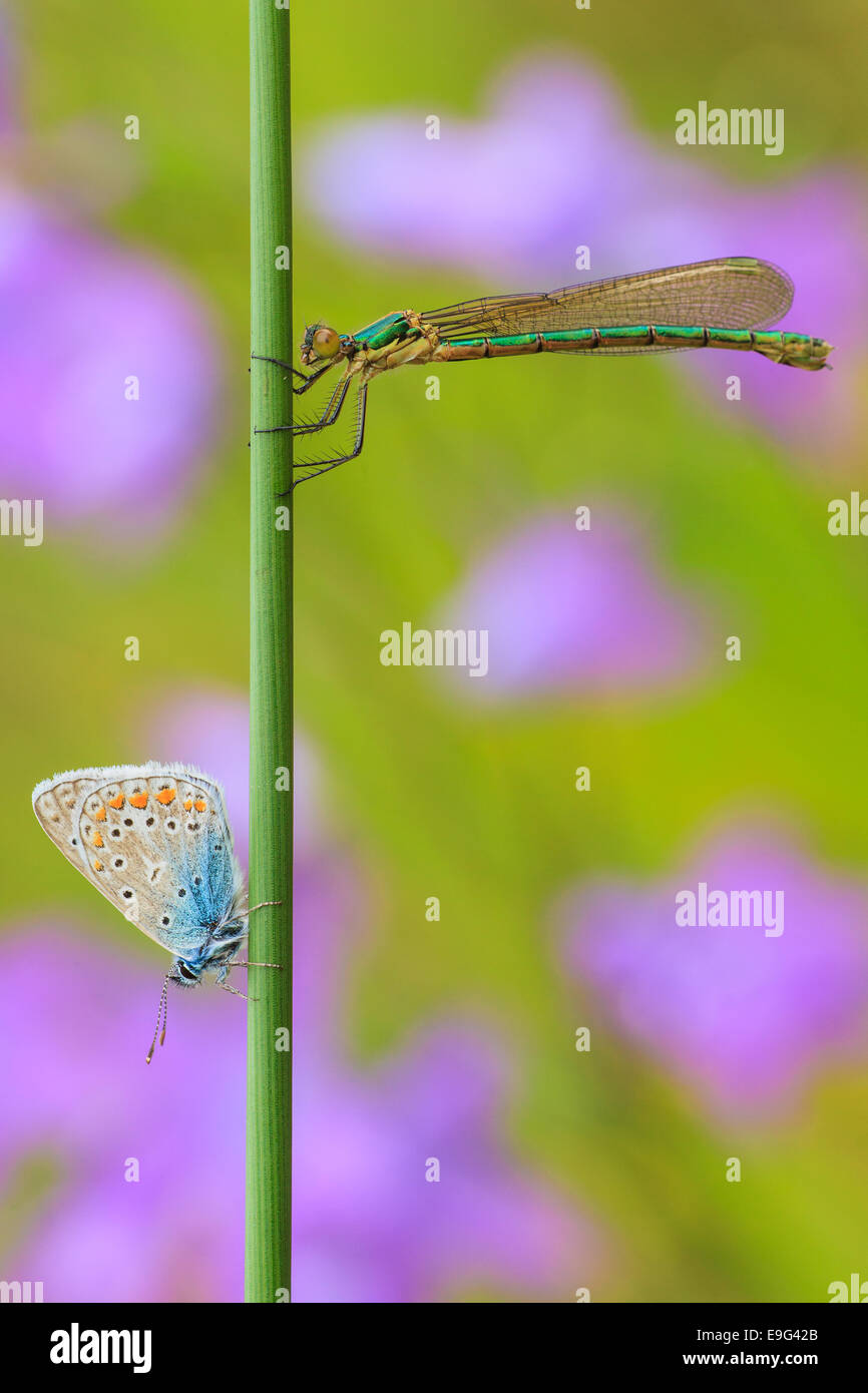 dragonfly & butterfly Stock Photo - Alamy