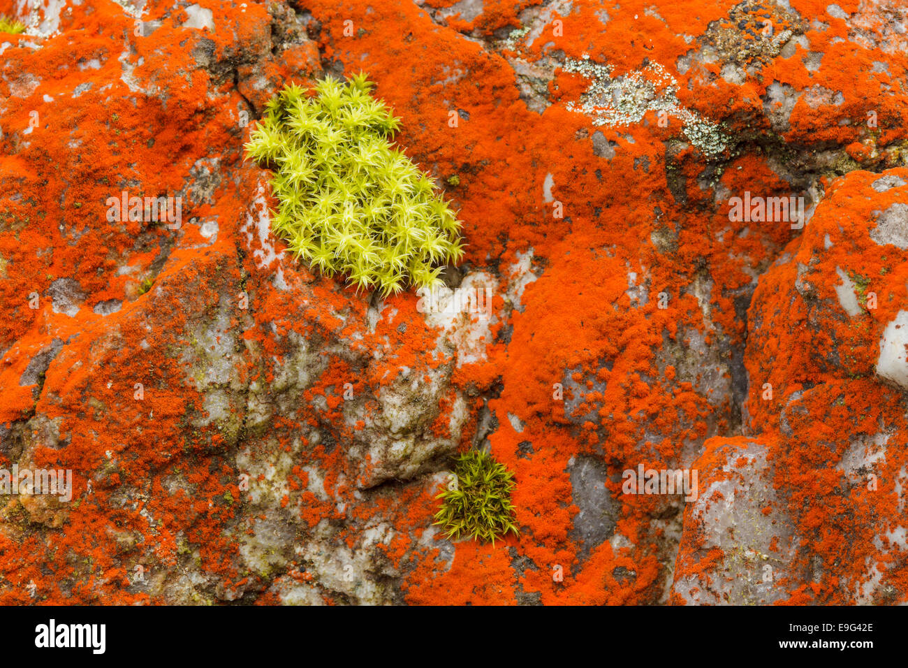 moss & red lichen Stock Photo - Alamy