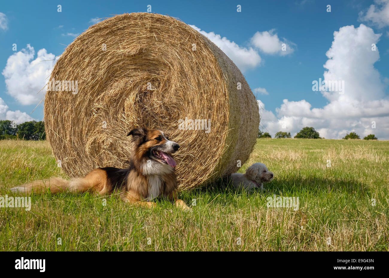 dogs with hay bale Stock Photo - Alamy