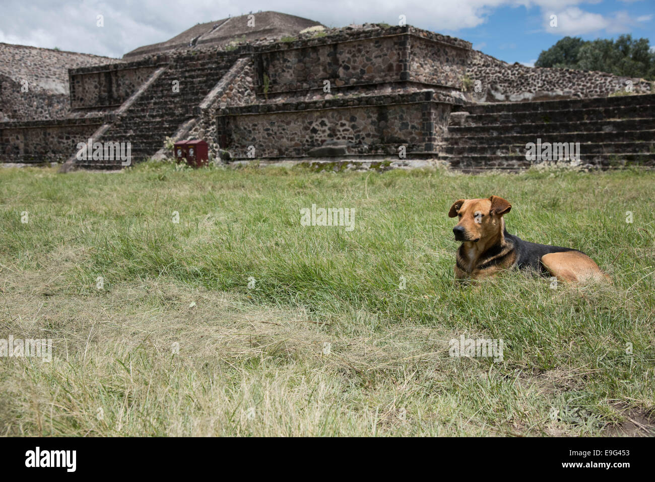 Pre columbian dog hi-res stock photography and images - Alamy