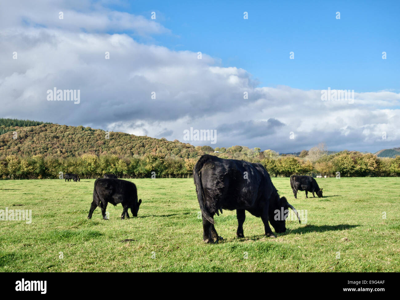 A herd of Welsh Black / Aberdeen Angus cross cows, Herefordshire, UK ...
