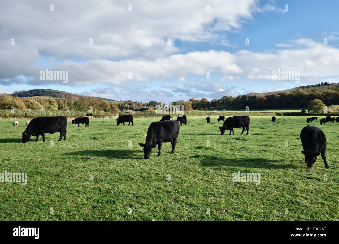 A herd of Welsh Black / Aberdeen Angus cross cows, Herefordshire, UK ...