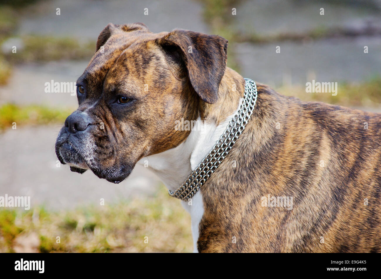 Sleeping boxer dog hi-res stock photography and images - Alamy