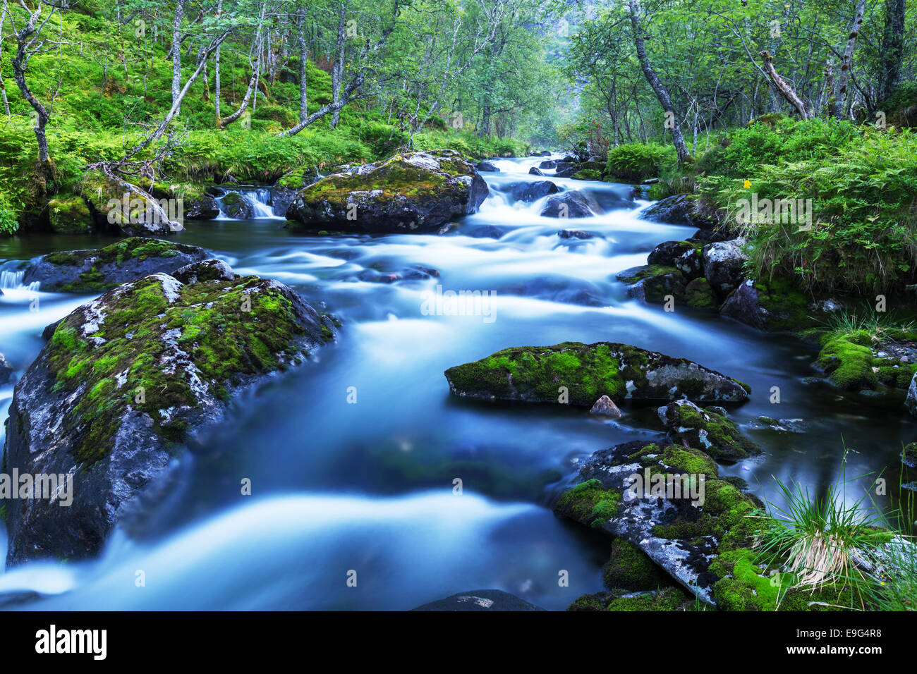 Creek in forest Stock Photo - Alamy
