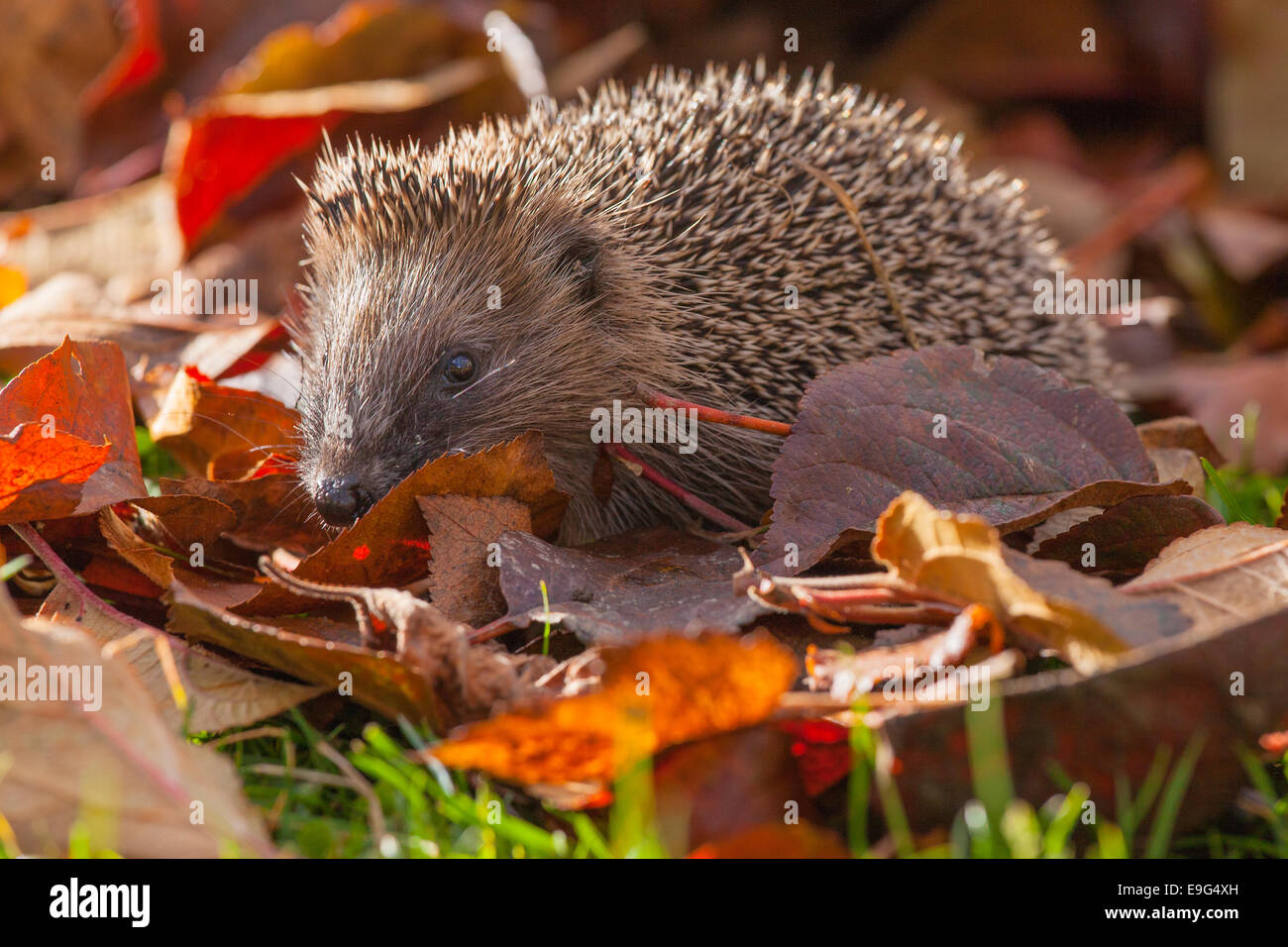 Igel herbst hi-res stock photography and images - Alamy