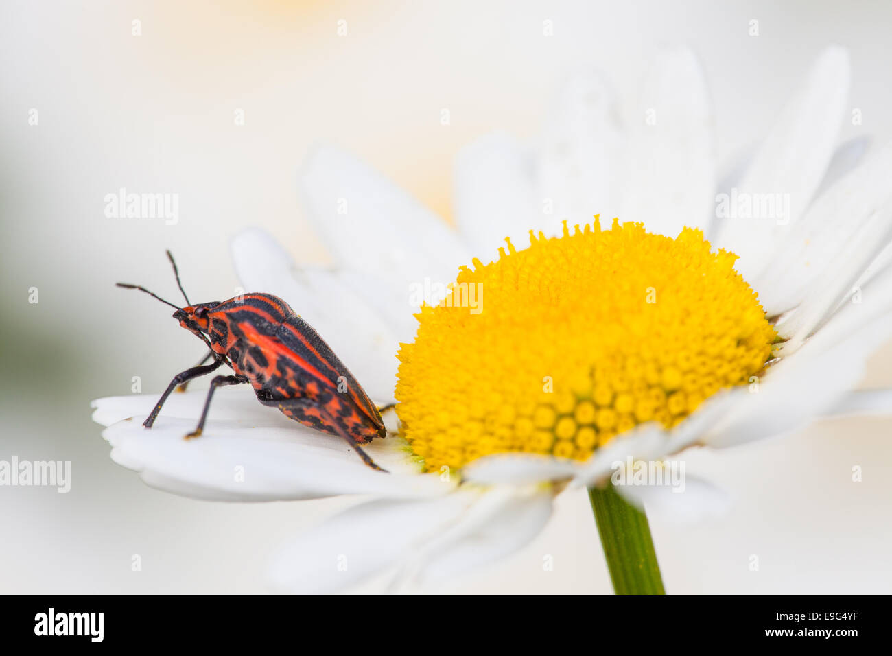 striped stink bug Stock Photo - Alamy
