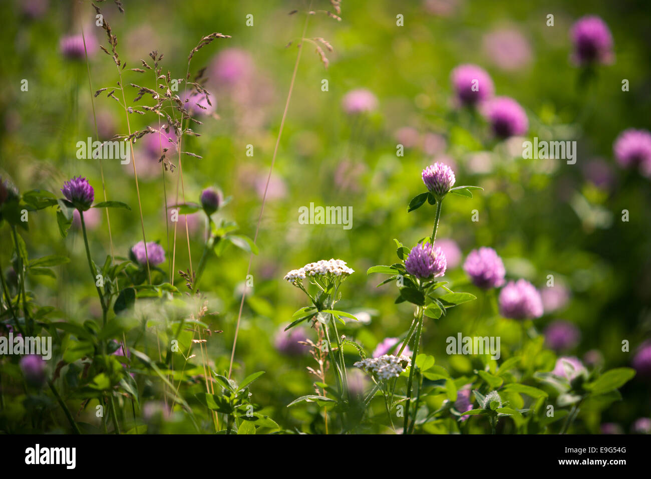 Garden red clover lawn hi-res stock photography and images - Alamy