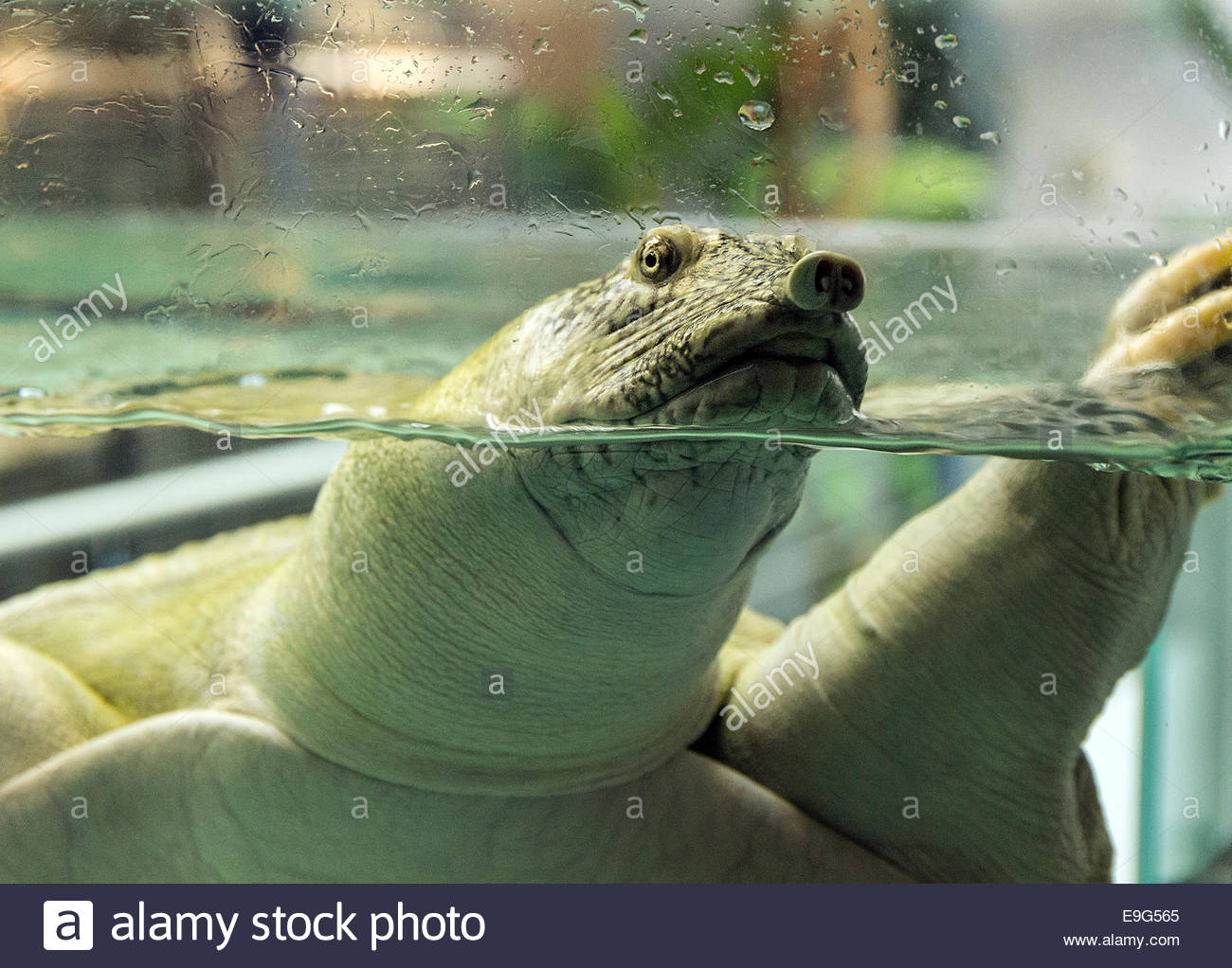Trionyx Stock Photos & Trionyx Stock Images - Alamy