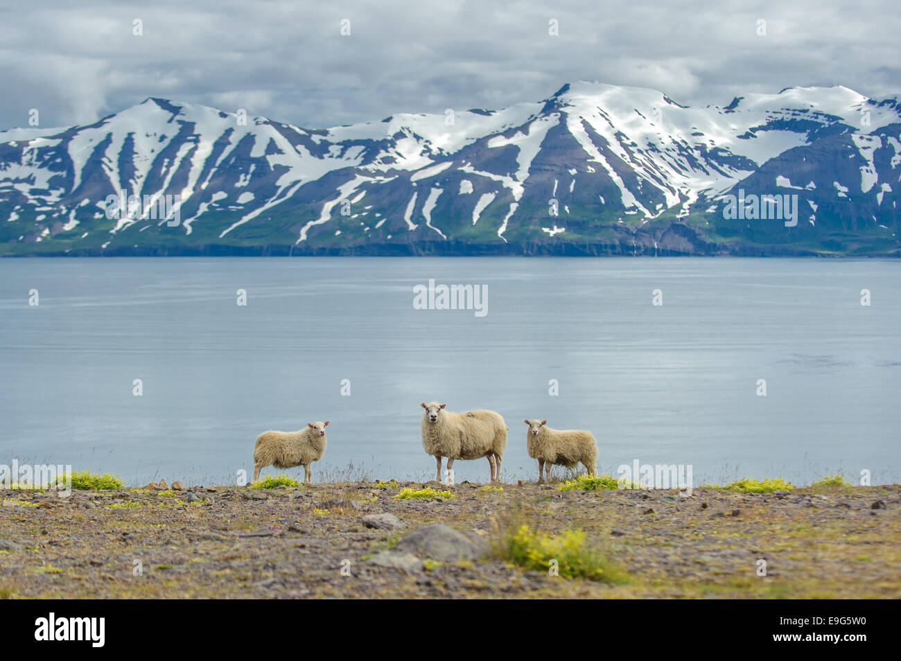 Icelandic sheep hi-res stock photography and images - Alamy