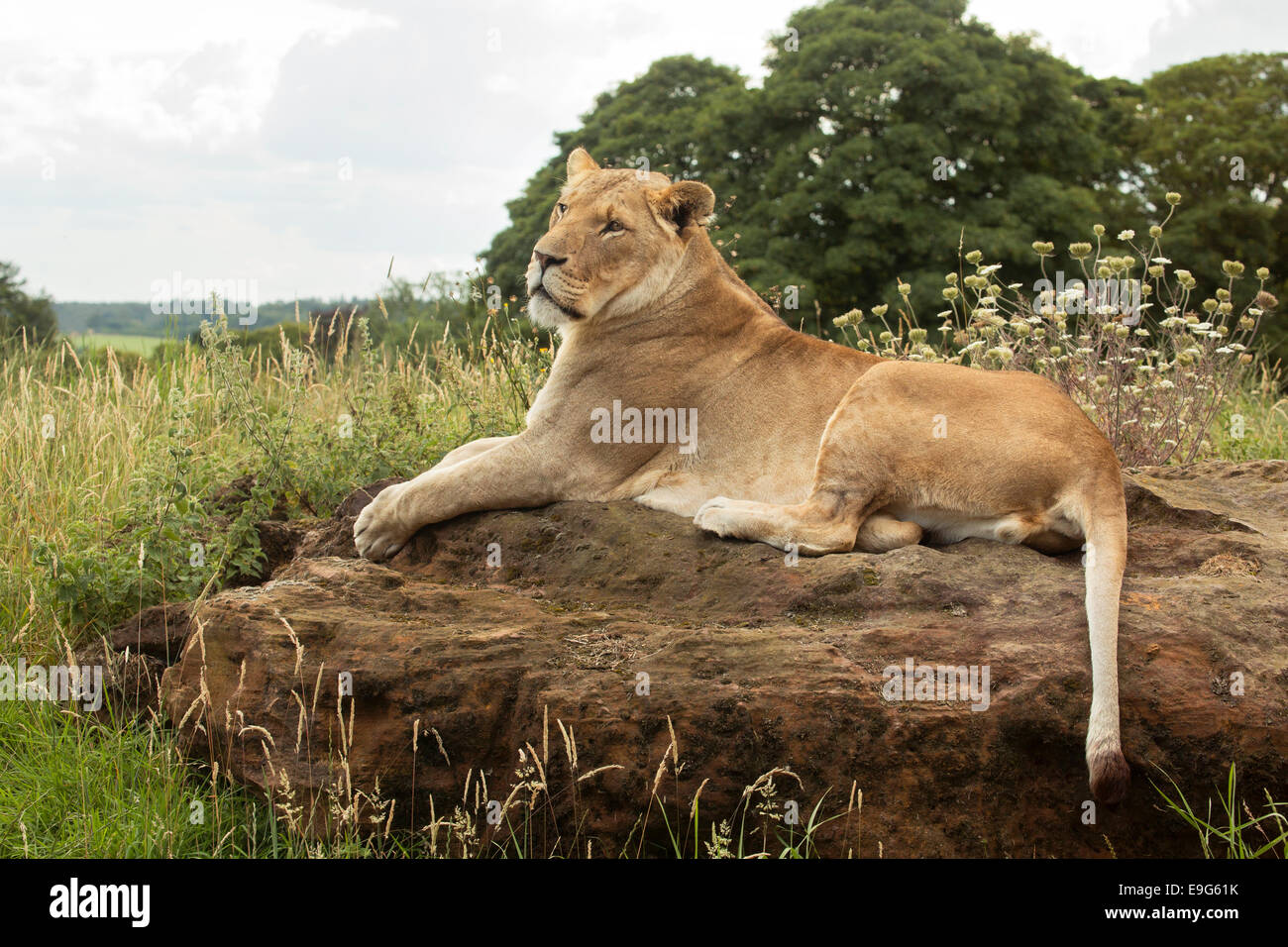 African lioness hi-res stock photography and images - Alamy
